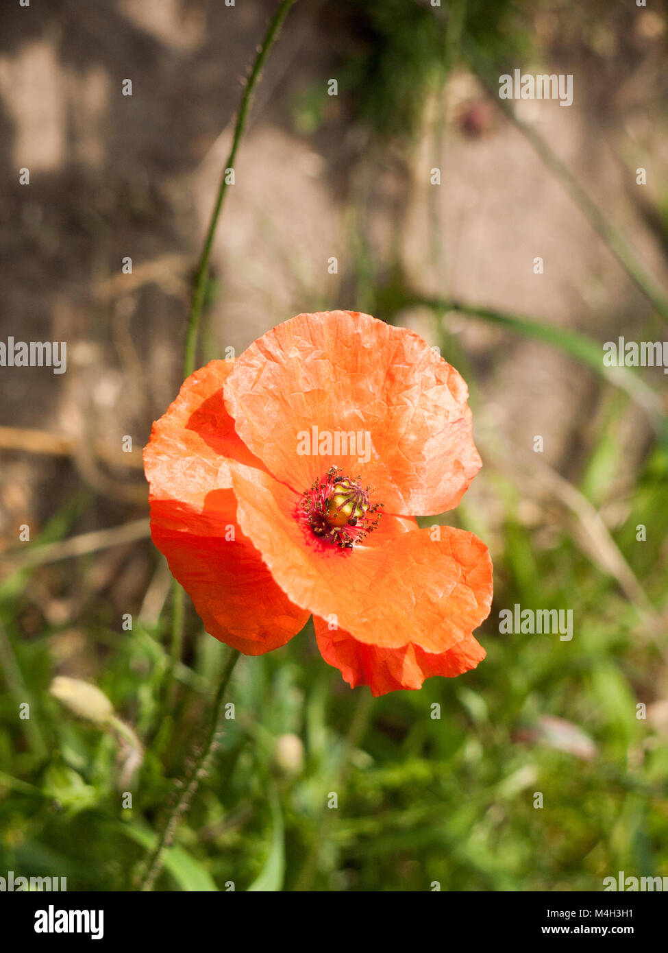 poppy in a backyard outside Stock Photo - Alamy