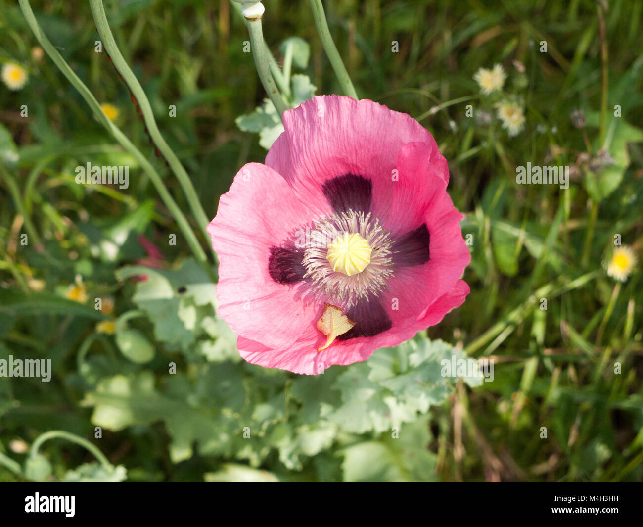 Poppy flower vine hi-res stock photography and images - Alamy