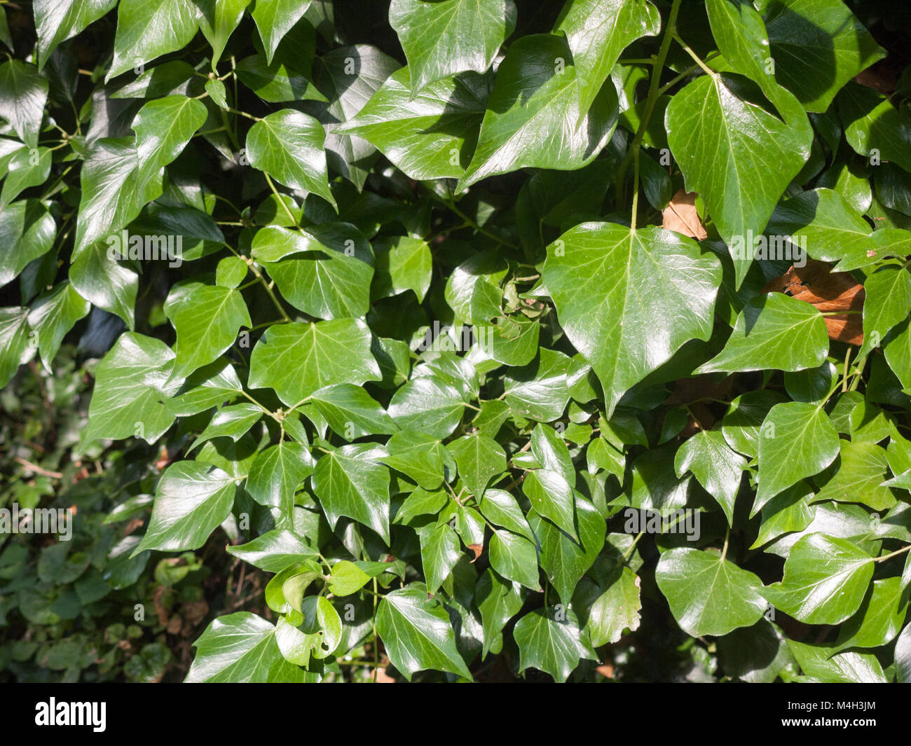 leaves outside making a background Stock Photo - Alamy