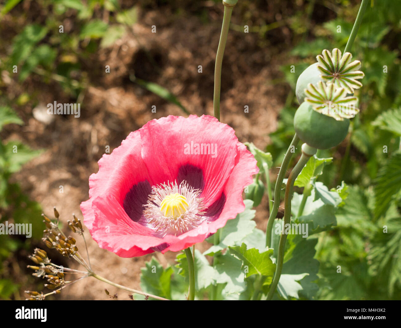 pink poppy growing in field Stock Photo - Alamy