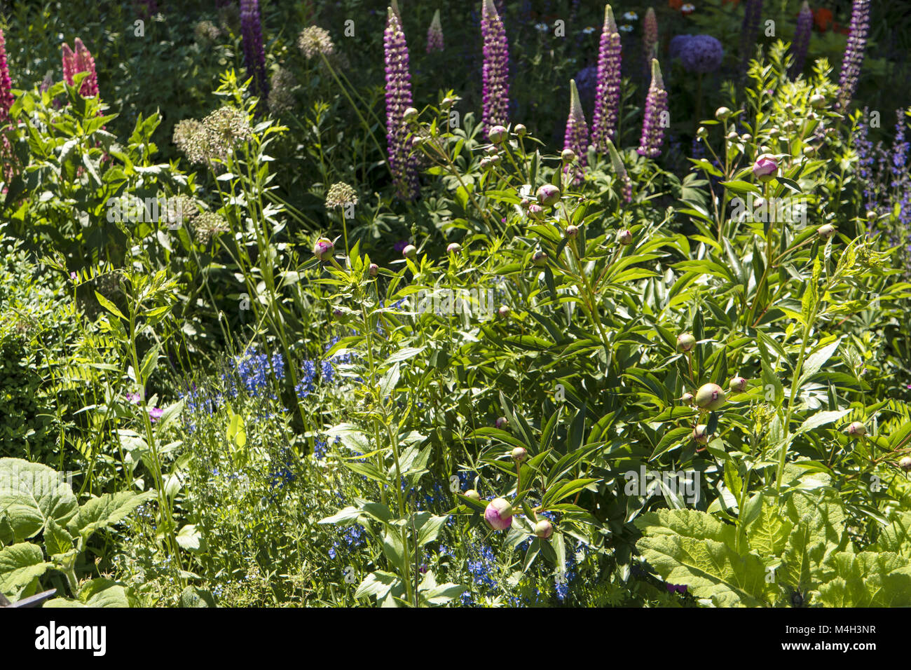 Flower Garden in Germany Stock Photo - Alamy