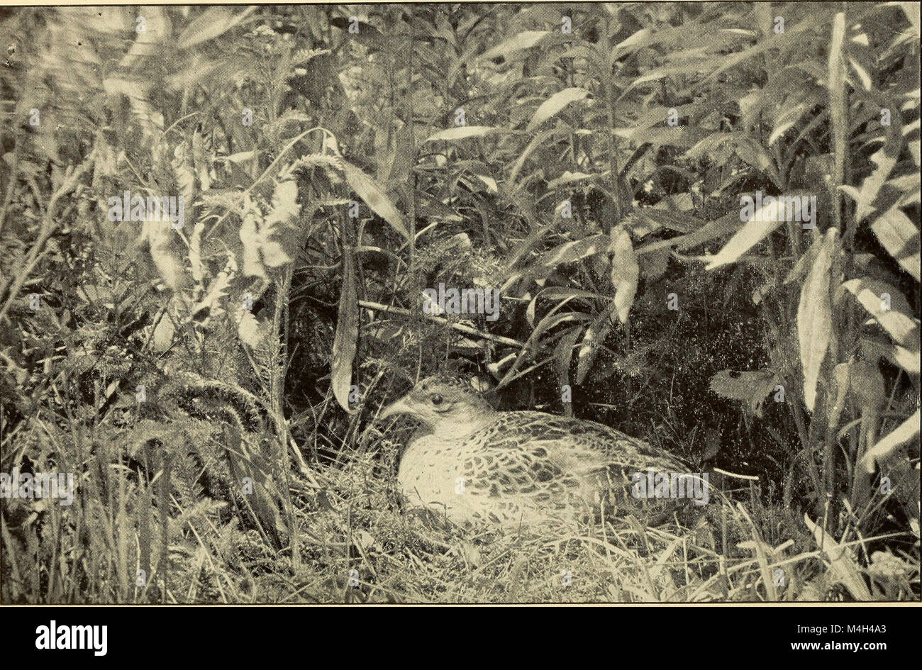 The 1914 Annual Report of the Conservation Commission details the ...