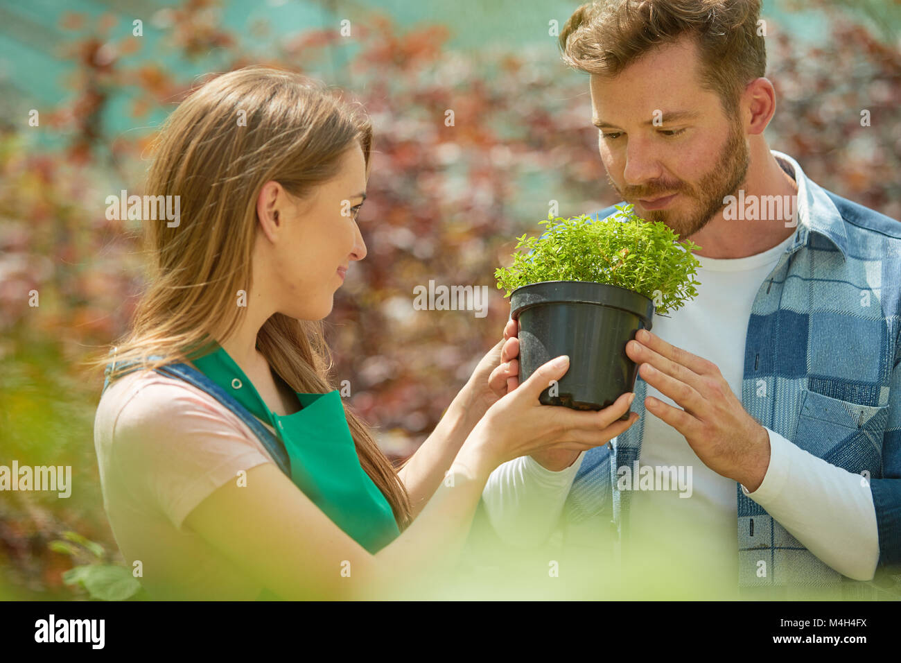 Man smelling potted plant Stock Photo - Alamy