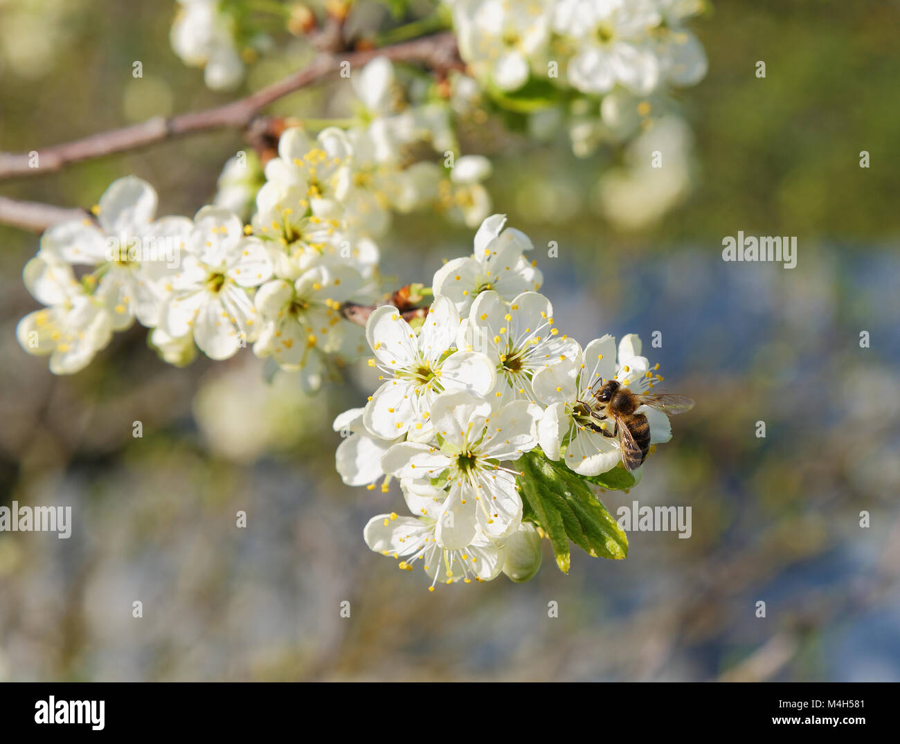 Honey bee in the tree hi-res stock photography and images - Alamy