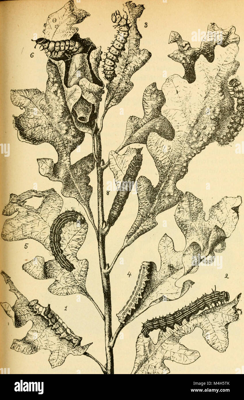 The 1898 annual report from the Entomologist at the University of ...