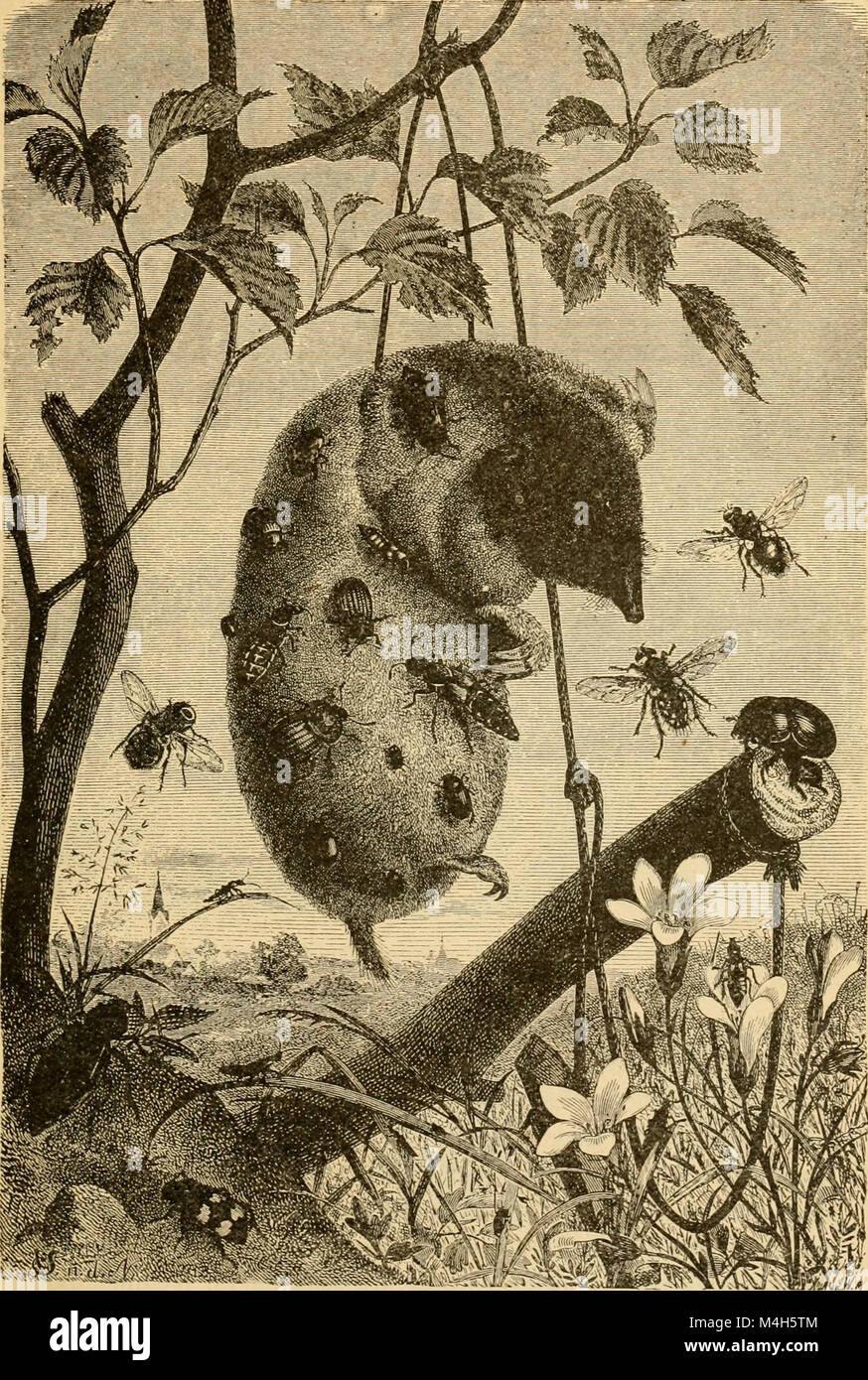 This 1899 report provides an overview of the entomological studies ...