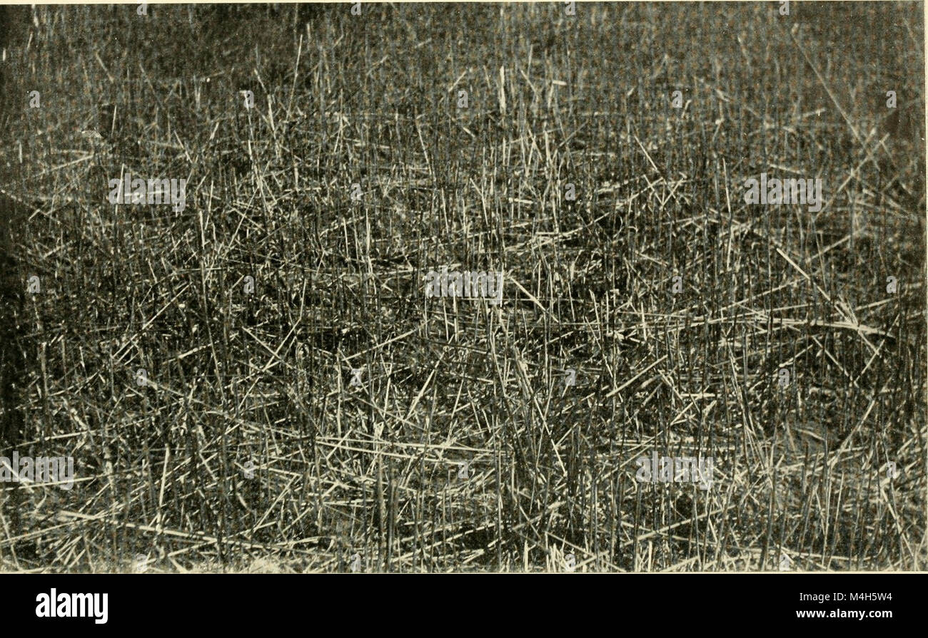 The 1902 annual report of the Entomologist at the University of ...