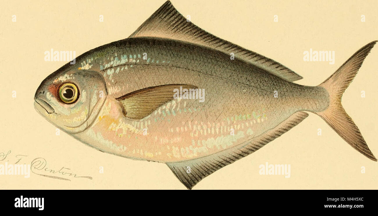 The 1899 Annual Report of the Forest, Fish and Game Commission of New ...