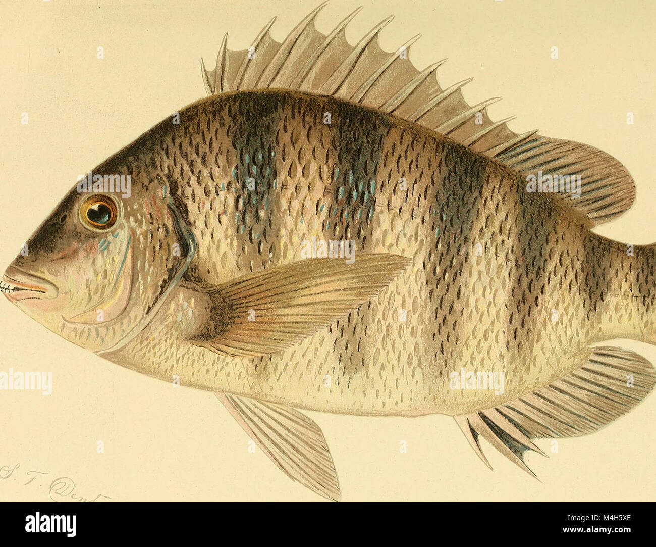 The 'Annual Report of the Forest, Fish, and Game Commission' (1899 ...