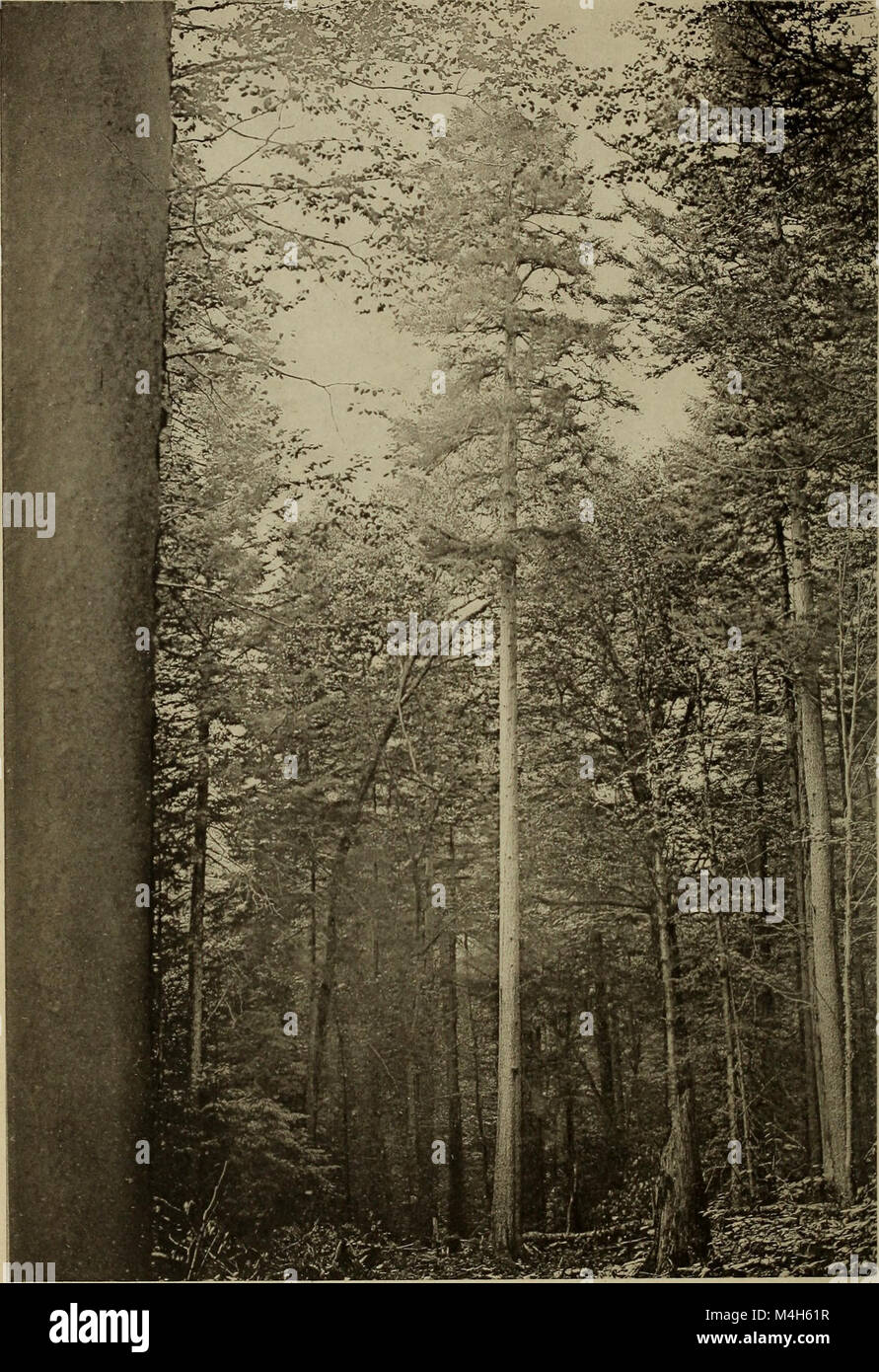 The 1894 Annual Report from the New York State Forest Commission ...