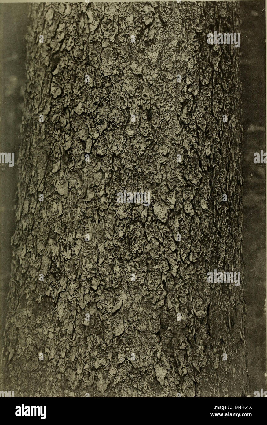 A 1894 annual report documenting the activities of the Forest ...