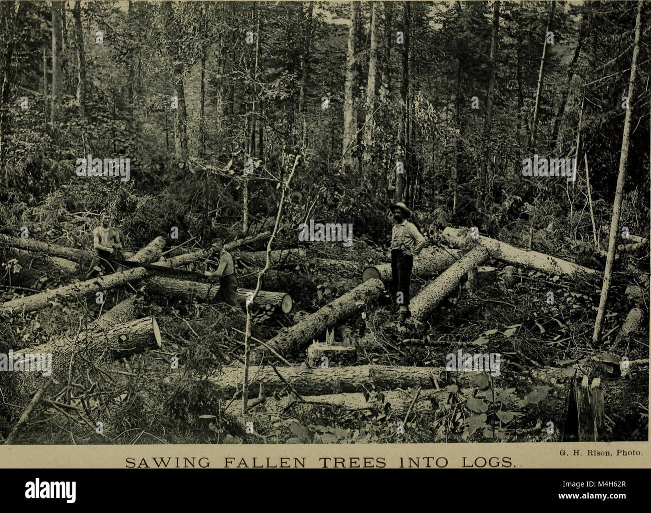 The 1894 annual report of the Forest Commission of the State of New ...