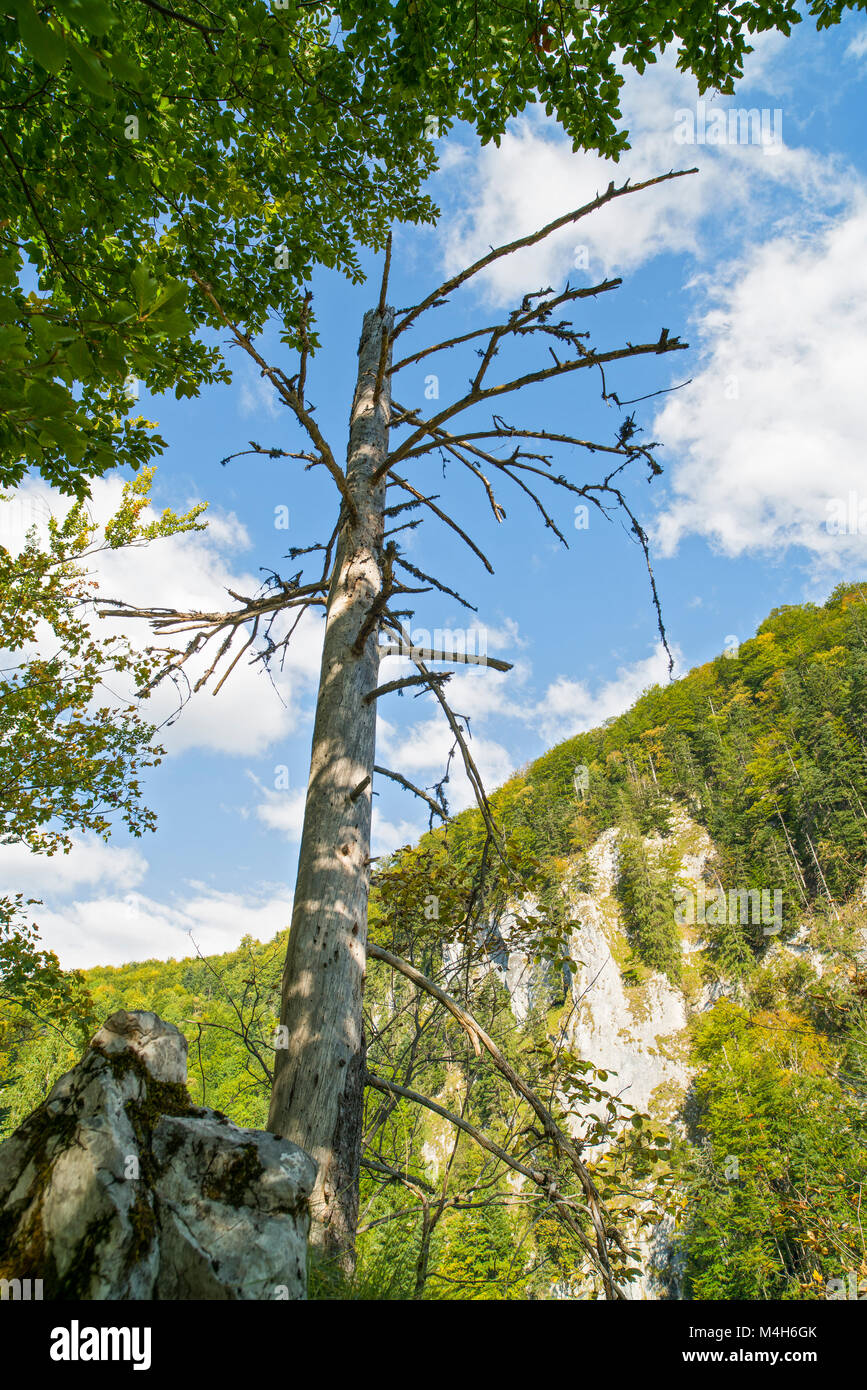 dry tree on a mountain peak Stock Photo - Alamy