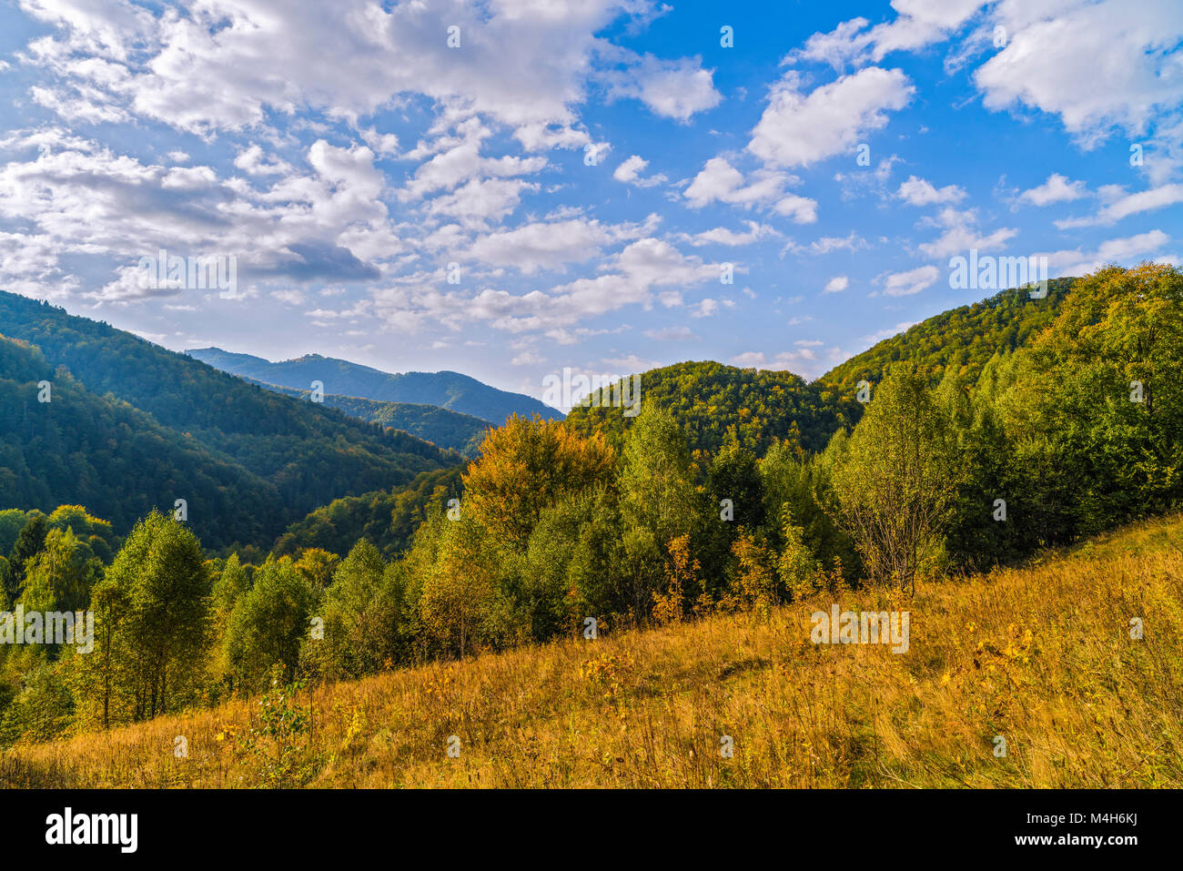 Forested wonderland hi-res stock photography and images - Alamy