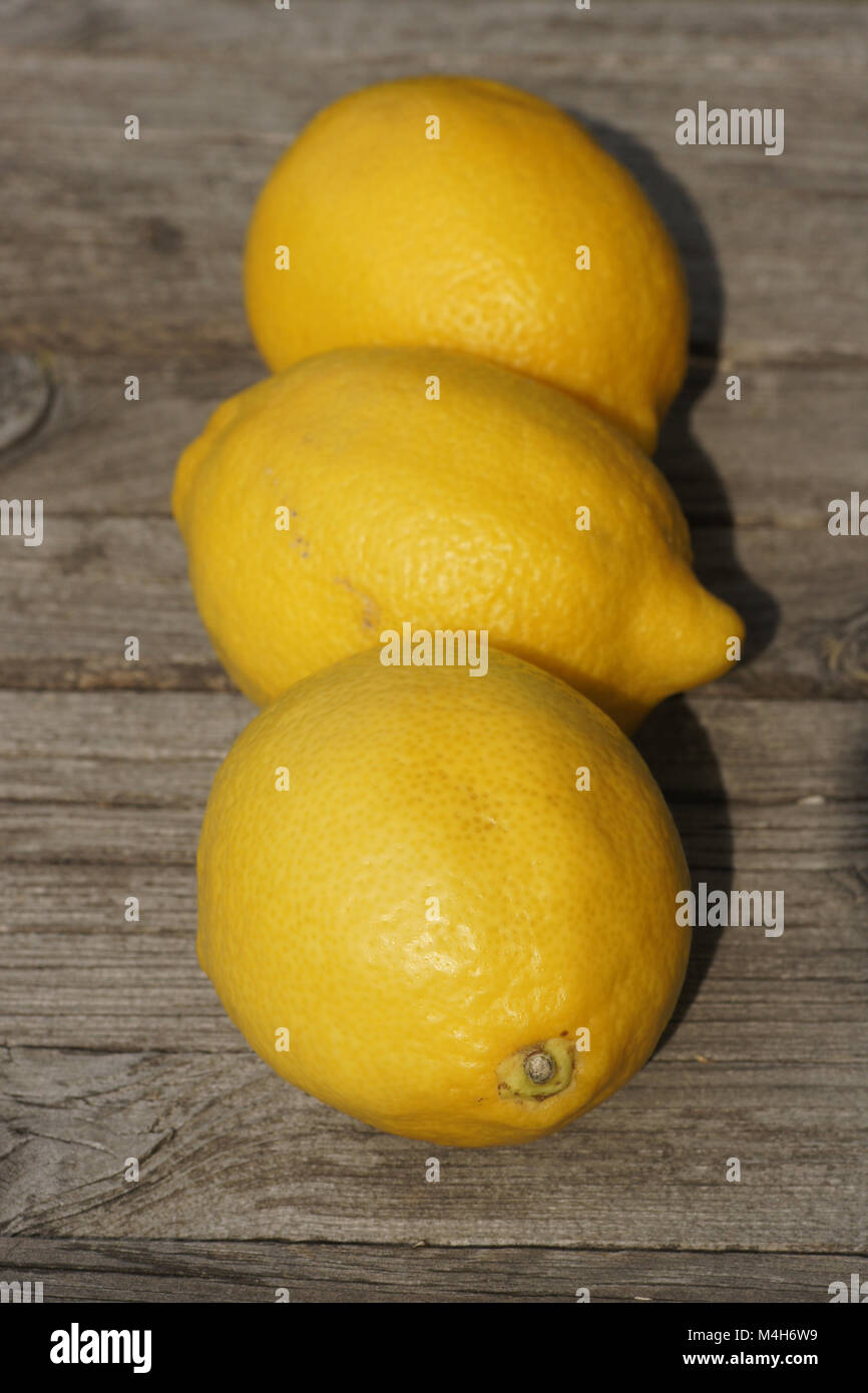 Citrus x limon Eureka, Lemon Stock Photo - Alamy