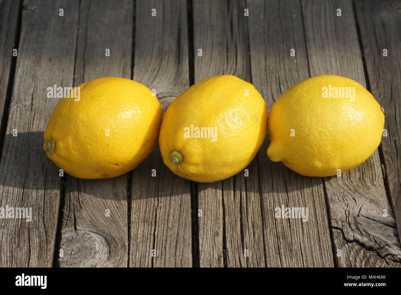 Citrus x limon Eureka, Lemon Stock Photo - Alamy