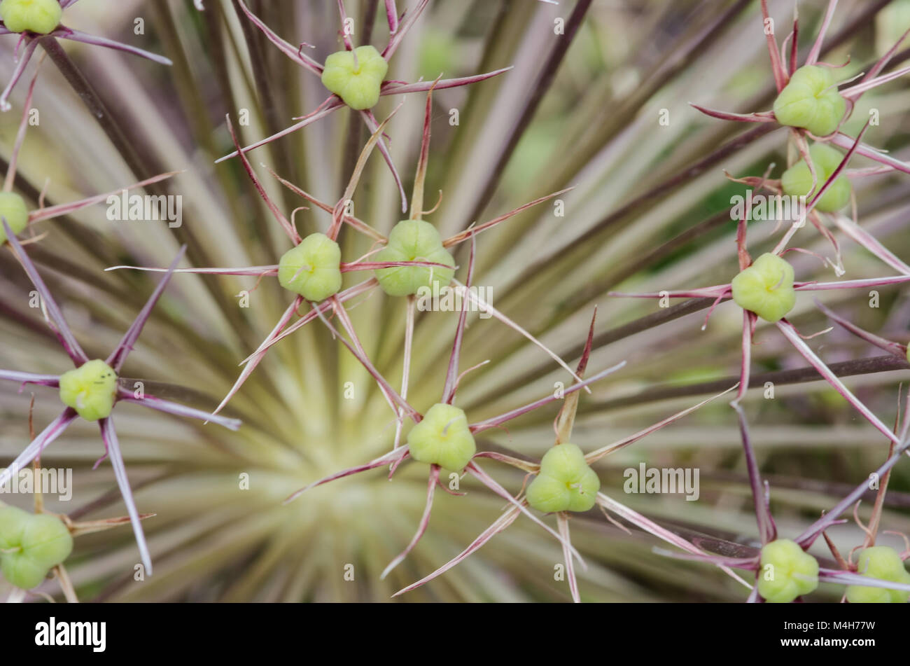 Alium autumn hi-res stock photography and images - Alamy