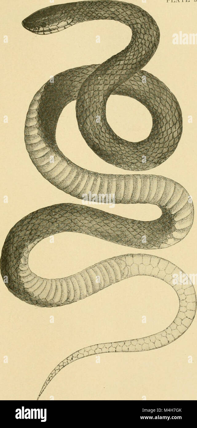 The 1906 Annual Report of the New Jersey State Museum documents the ...