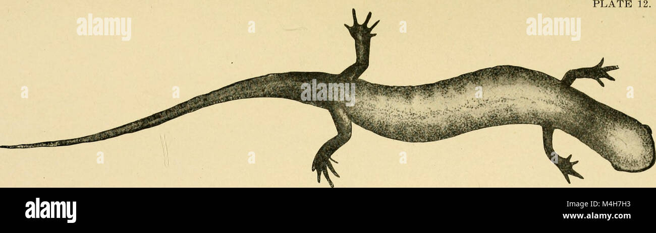 The 1906 Annual Report of the New Jersey State Museum highlights the ...
