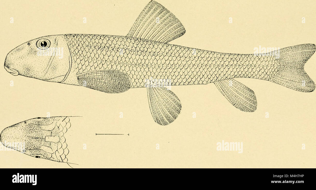 The 1906 annual report of the New Jersey State Museum includes details ...