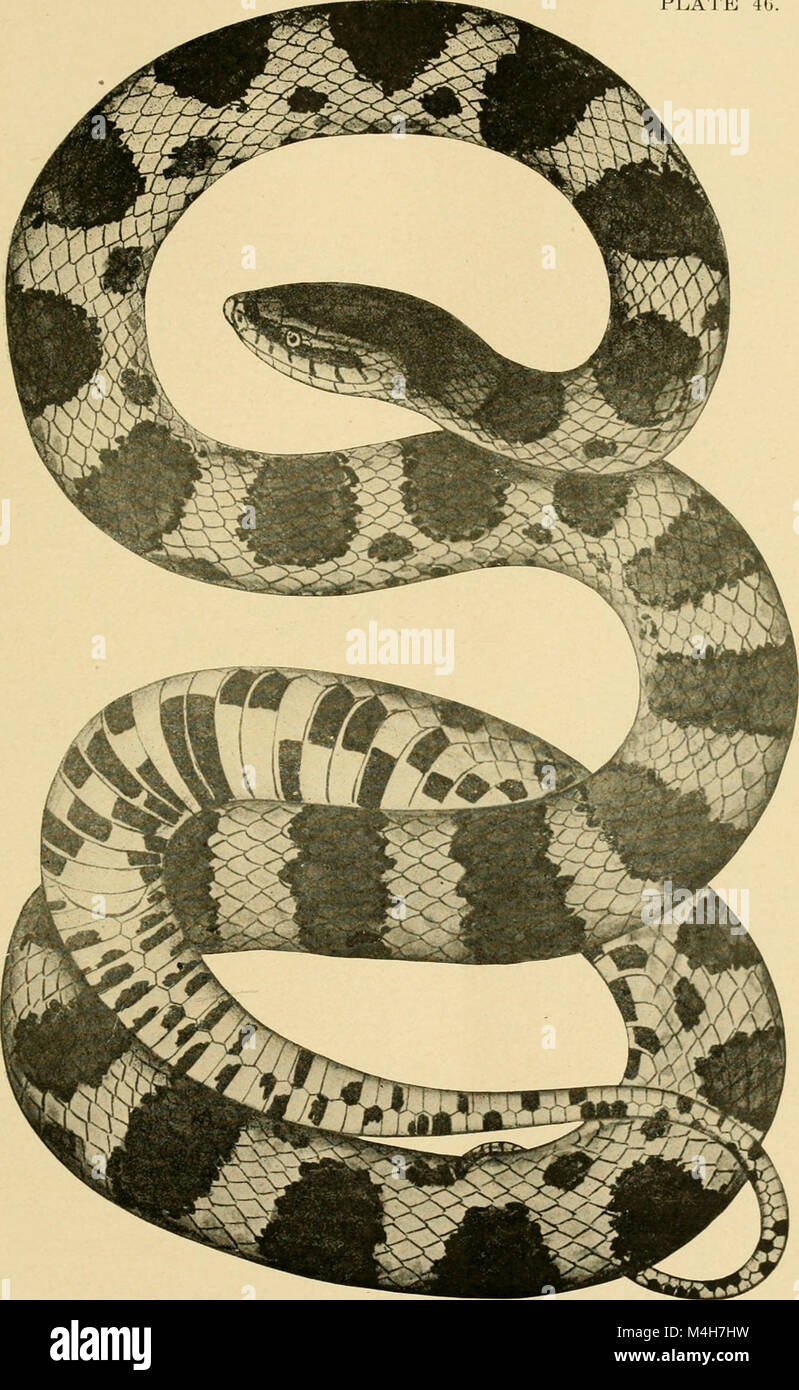 The 1906 Annual Report of the New Jersey State Museum details the ...