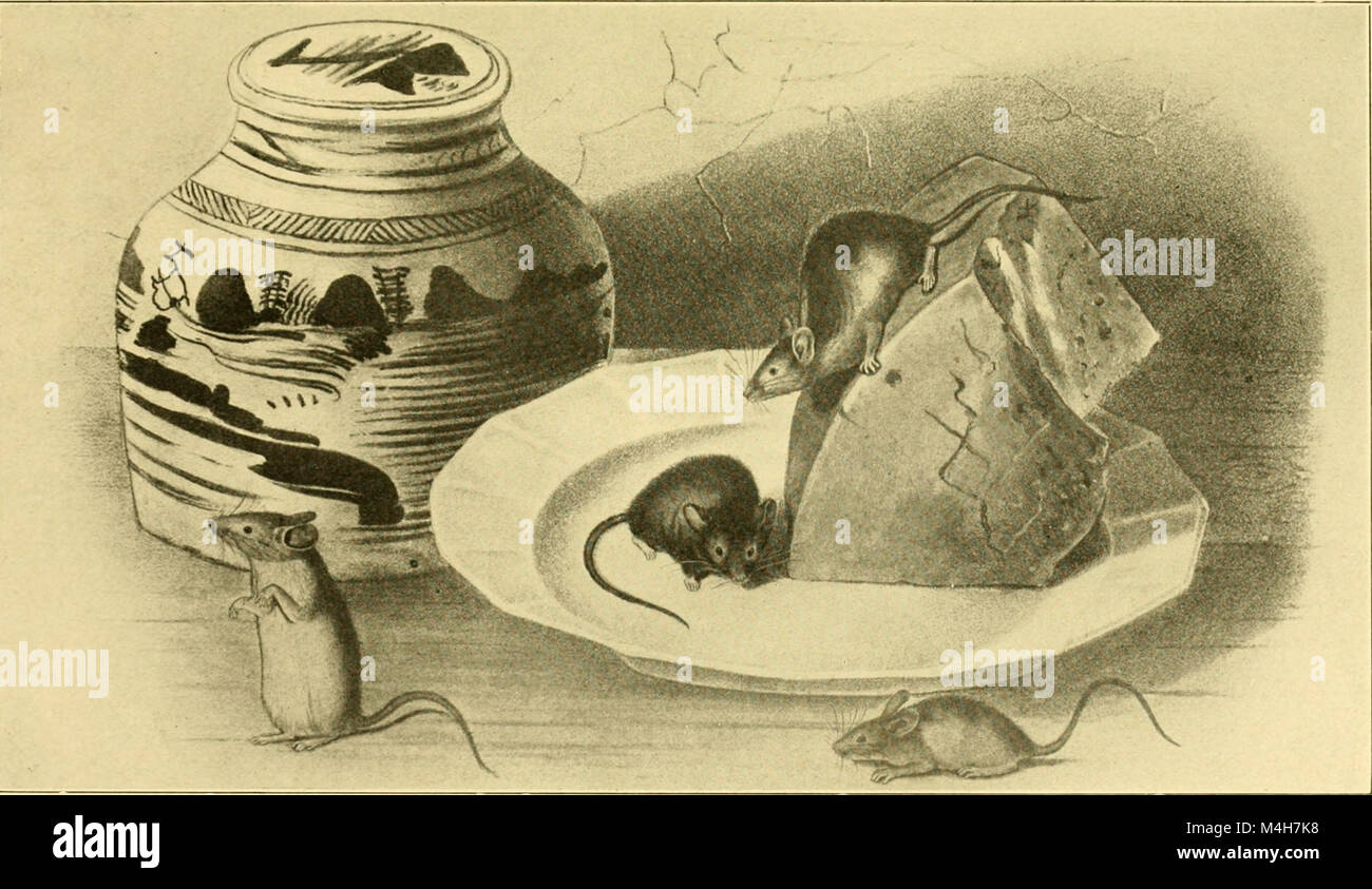 The 1907 Annual Report of the New Jersey State Museum provides an ...