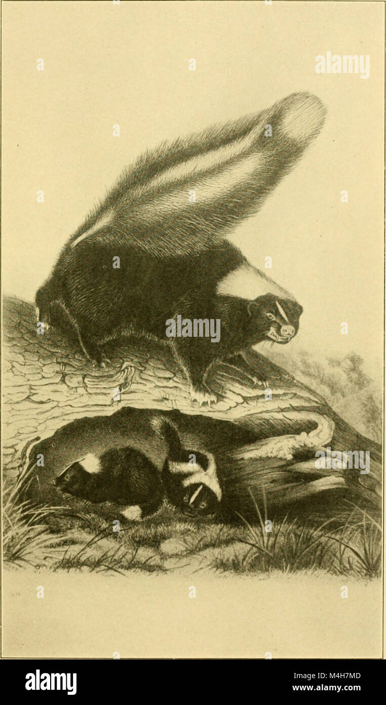The 1907 Annual Report of the New Jersey State Museum outlines the ...