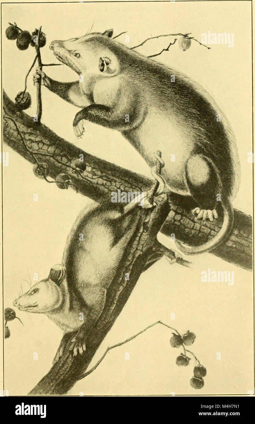 The 1907 annual report of the New Jersey State Museum, featuring ...