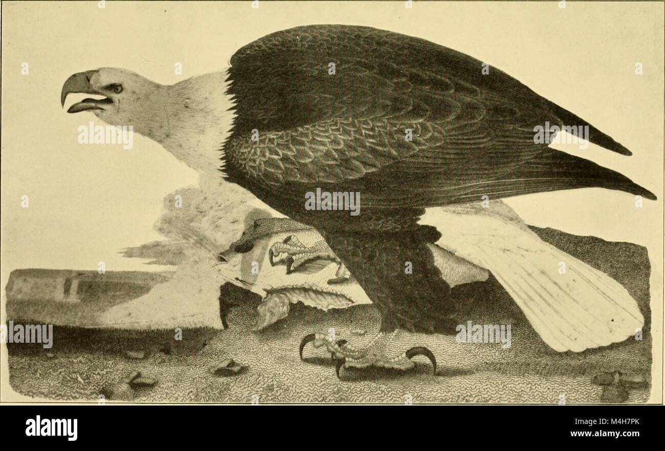 The 1908 Annual Report of the New Jersey State Museum provides an ...