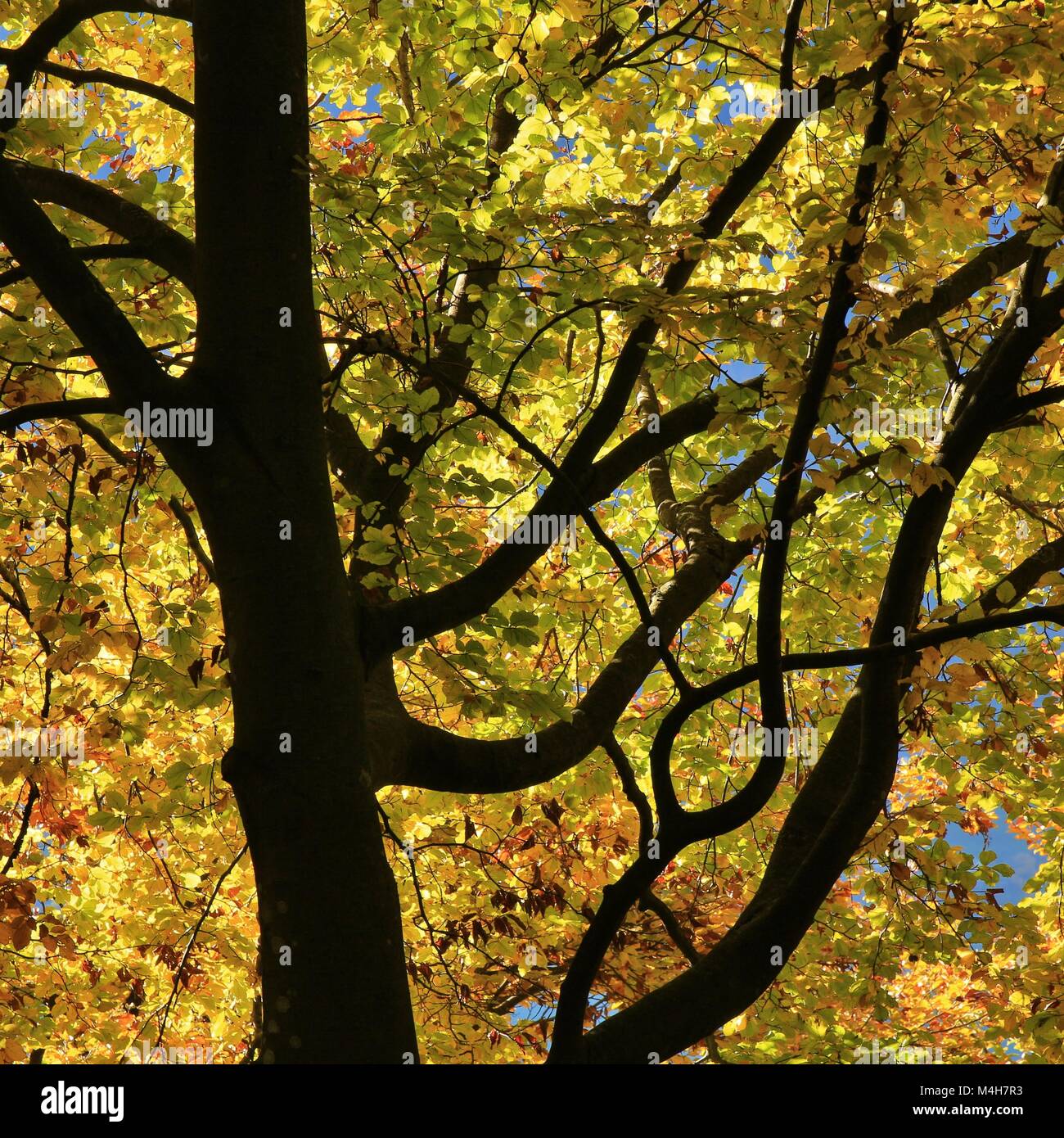 Bright lit yellow foliage of a beech tree in autumn Stock Photo - Alamy