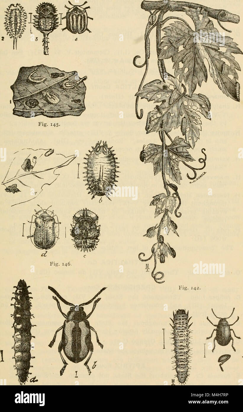 The 1909 Annual Report of the New Jersey State Museum documents the ...