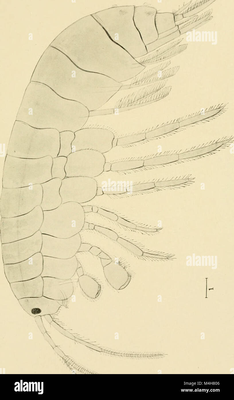 The *Annual Report of the New Jersey State Museum* (1911) details the ...