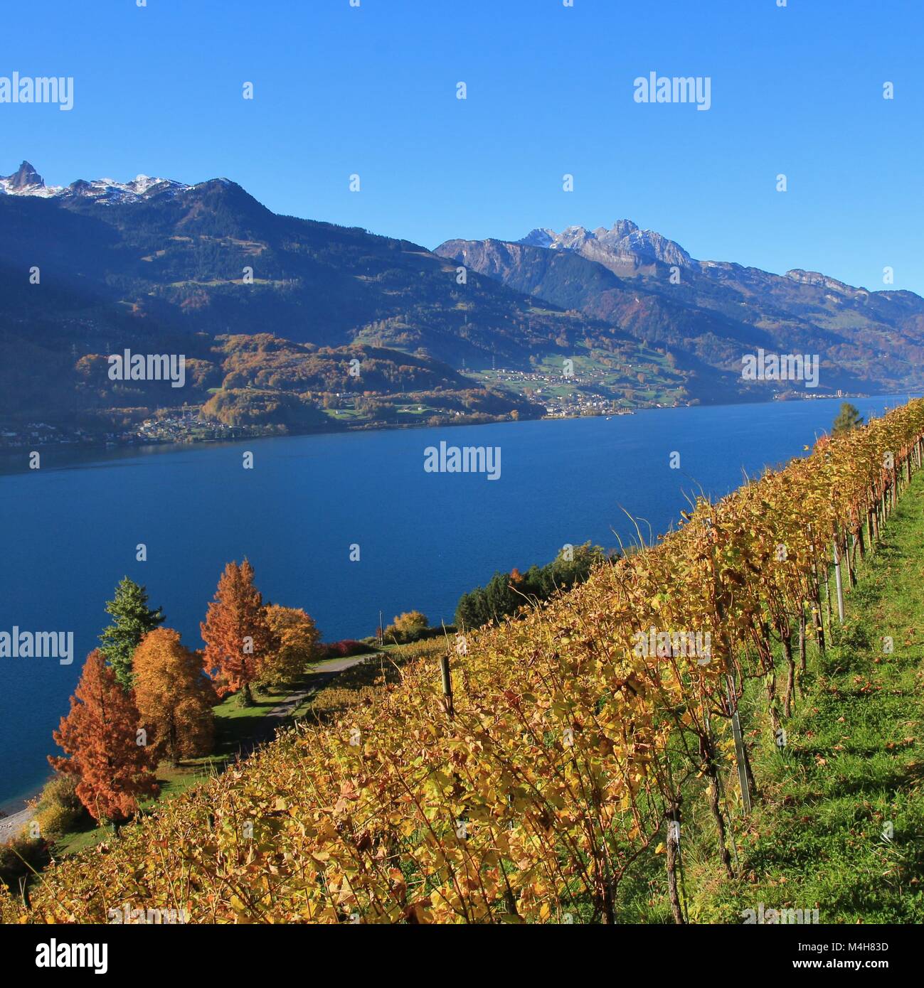 Autumn landscape at lake Walensee, Switzerland. Vineyard in Walenstadt ...