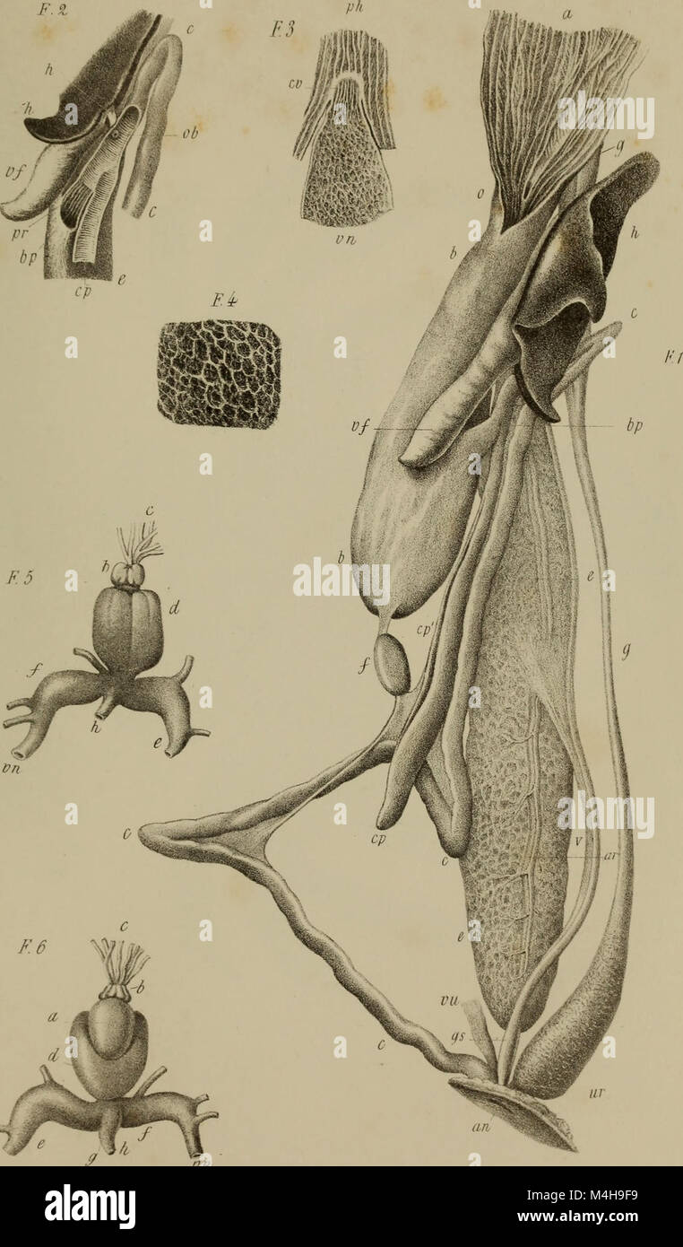 The 1853 edition of 'Annales des Sciences Naturelles' features research ...