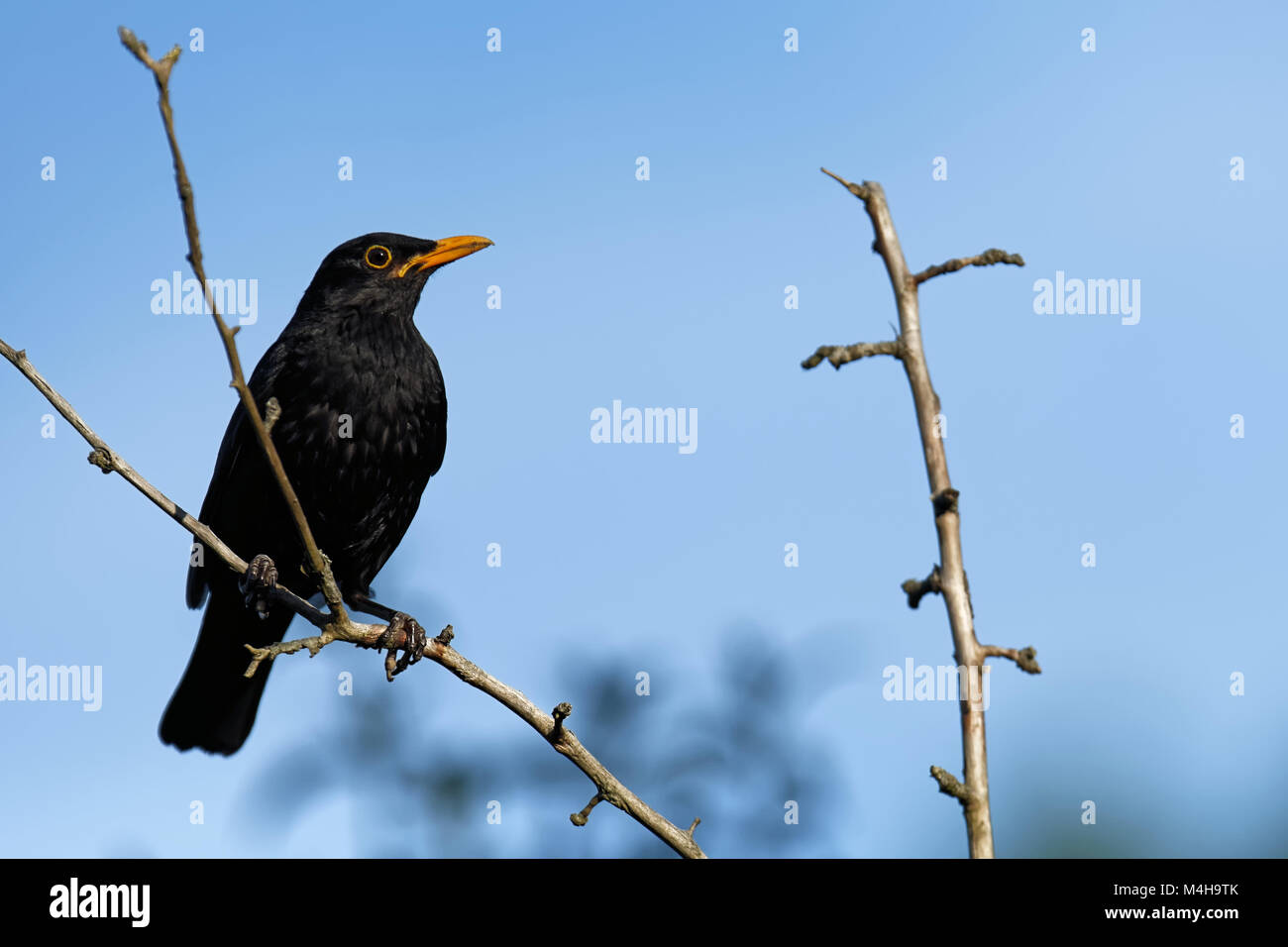 Blackbird on branch hi-res stock photography and images - Alamy