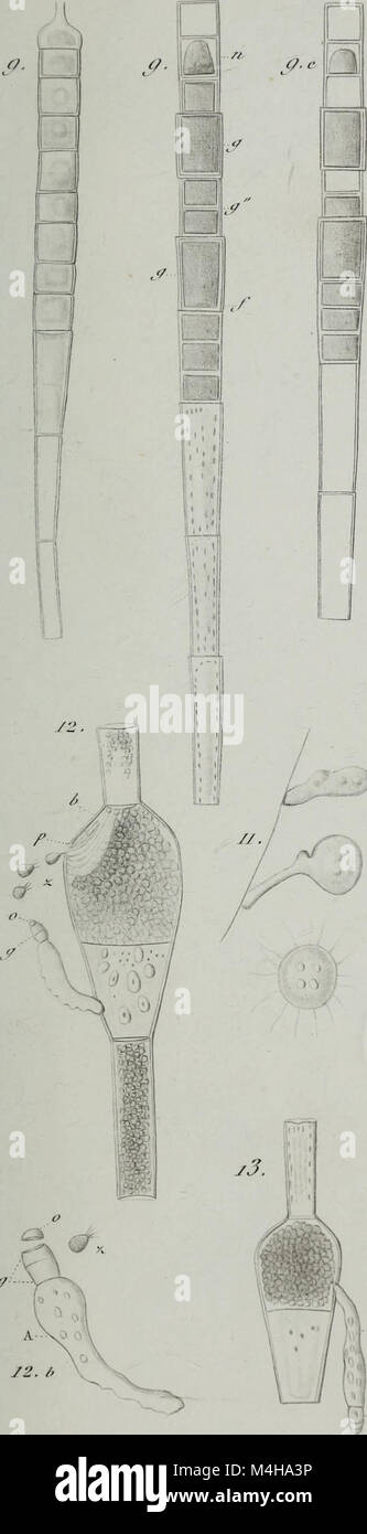 The 1859 volume of 'Annales des Sciences Naturelles Botaniques ...