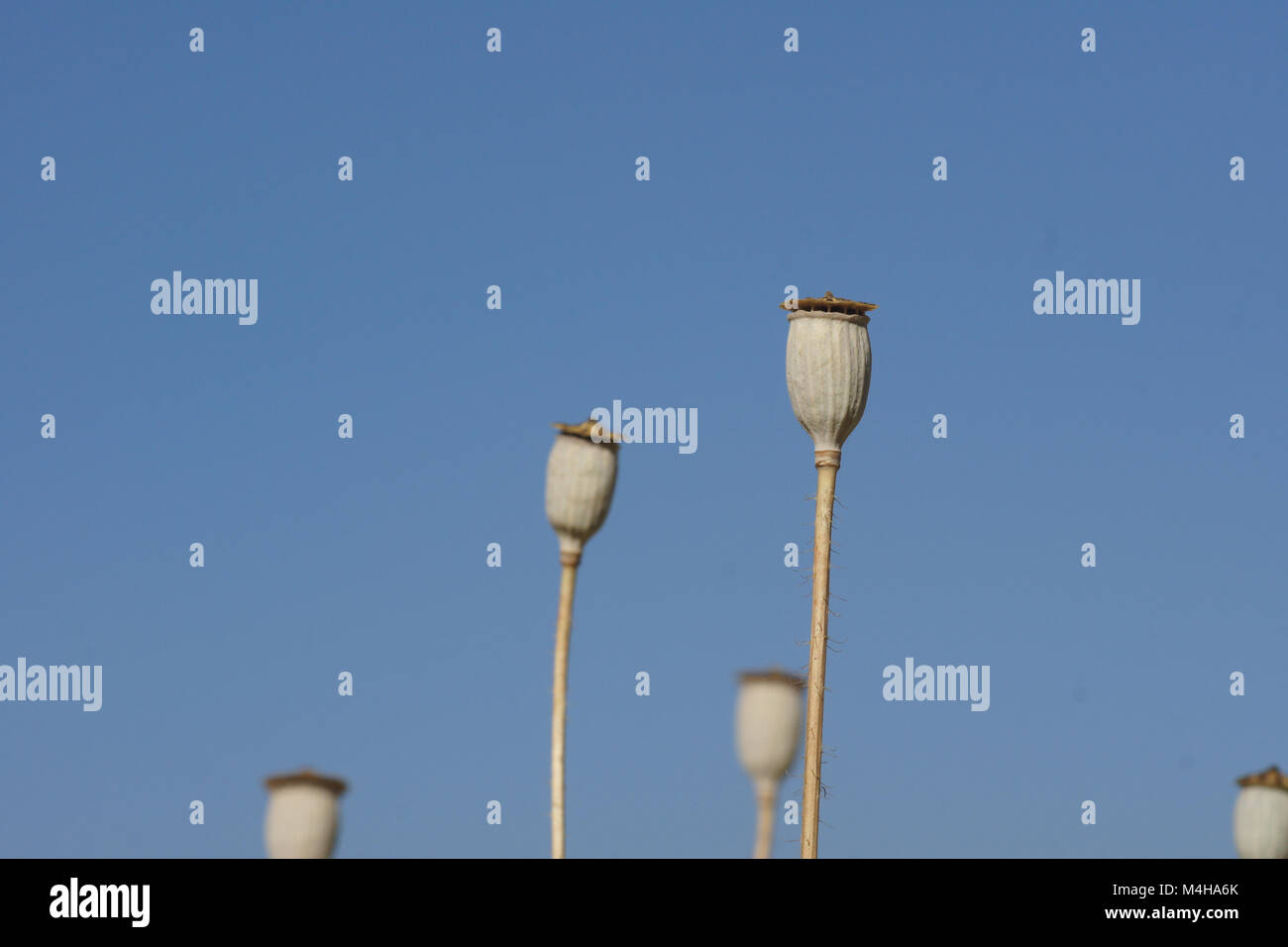 Papaver rhoeas, field poppy, seed stems Stock Photo - Alamy