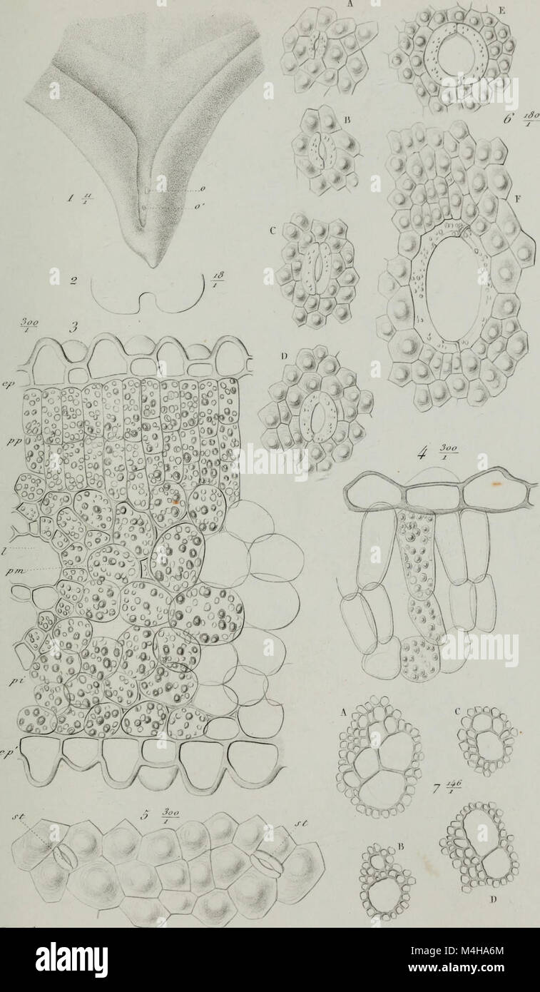 Annales des Sciences Naturelles Botaniques (1859) (18220855400 Stock ...