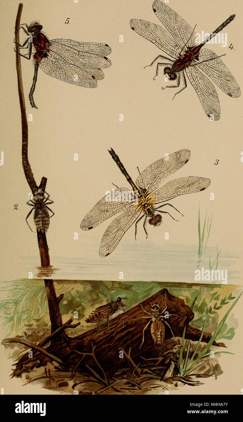 The 1900 Annual Report of the Regents provides an overview of the ...