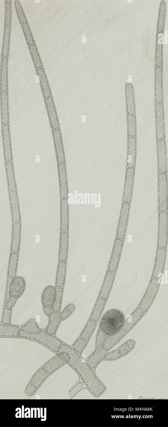*Annales des Sciences Naturelles Botaniques* (1859) is a botanical ...