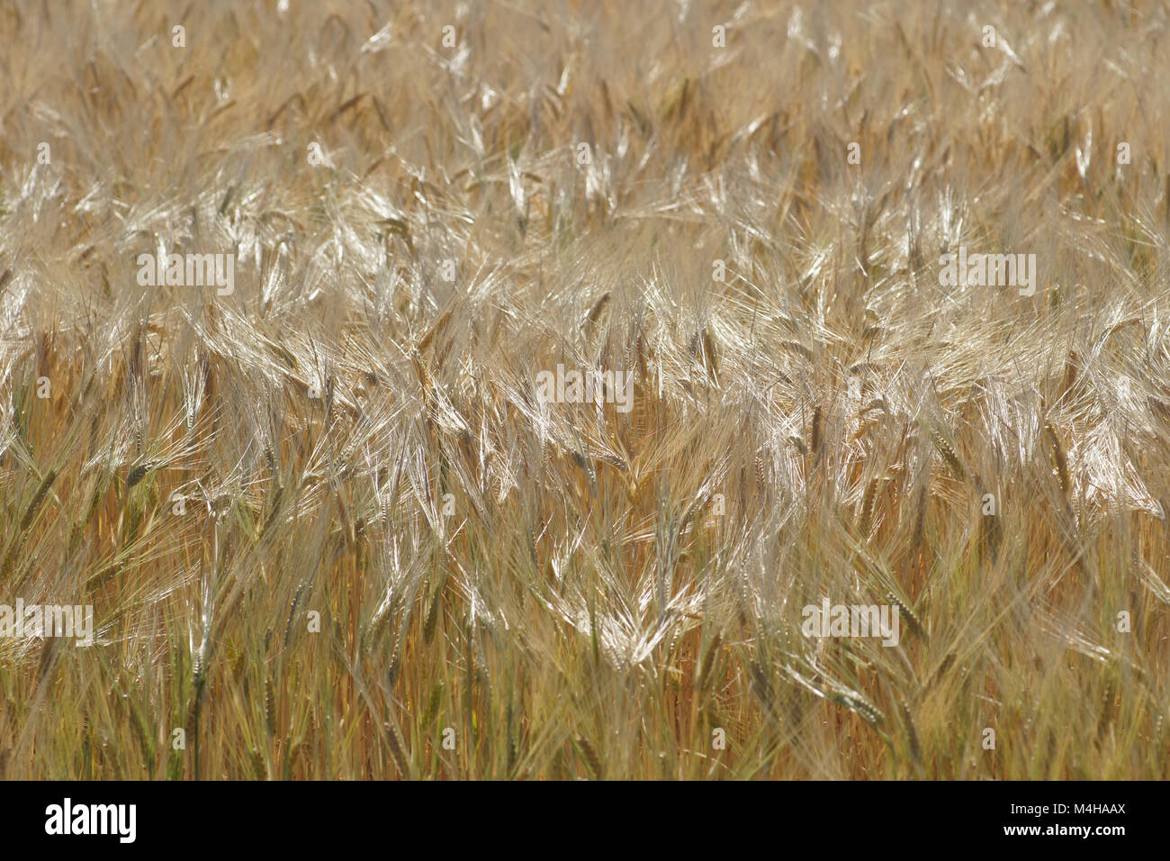 Hordeum vulgare, Barley Stock Photo - Alamy