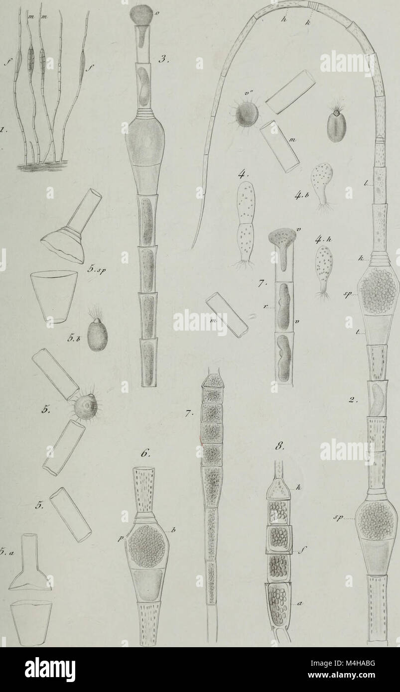 The *Annales des Sciences Naturelles Botaniques* (1859) is a scientific ...