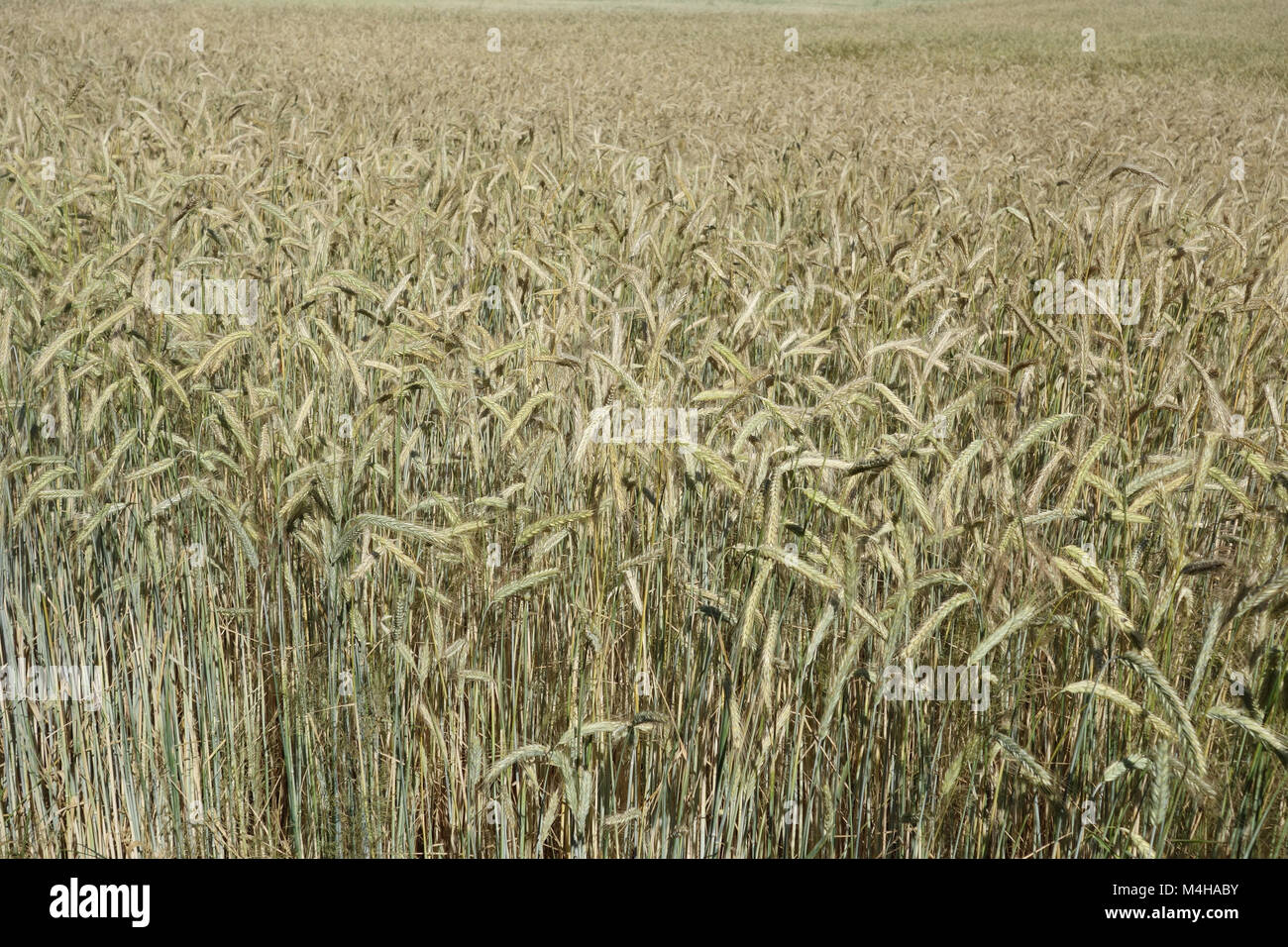 Secale rye secale cereale seed hi-res stock photography and images - Alamy