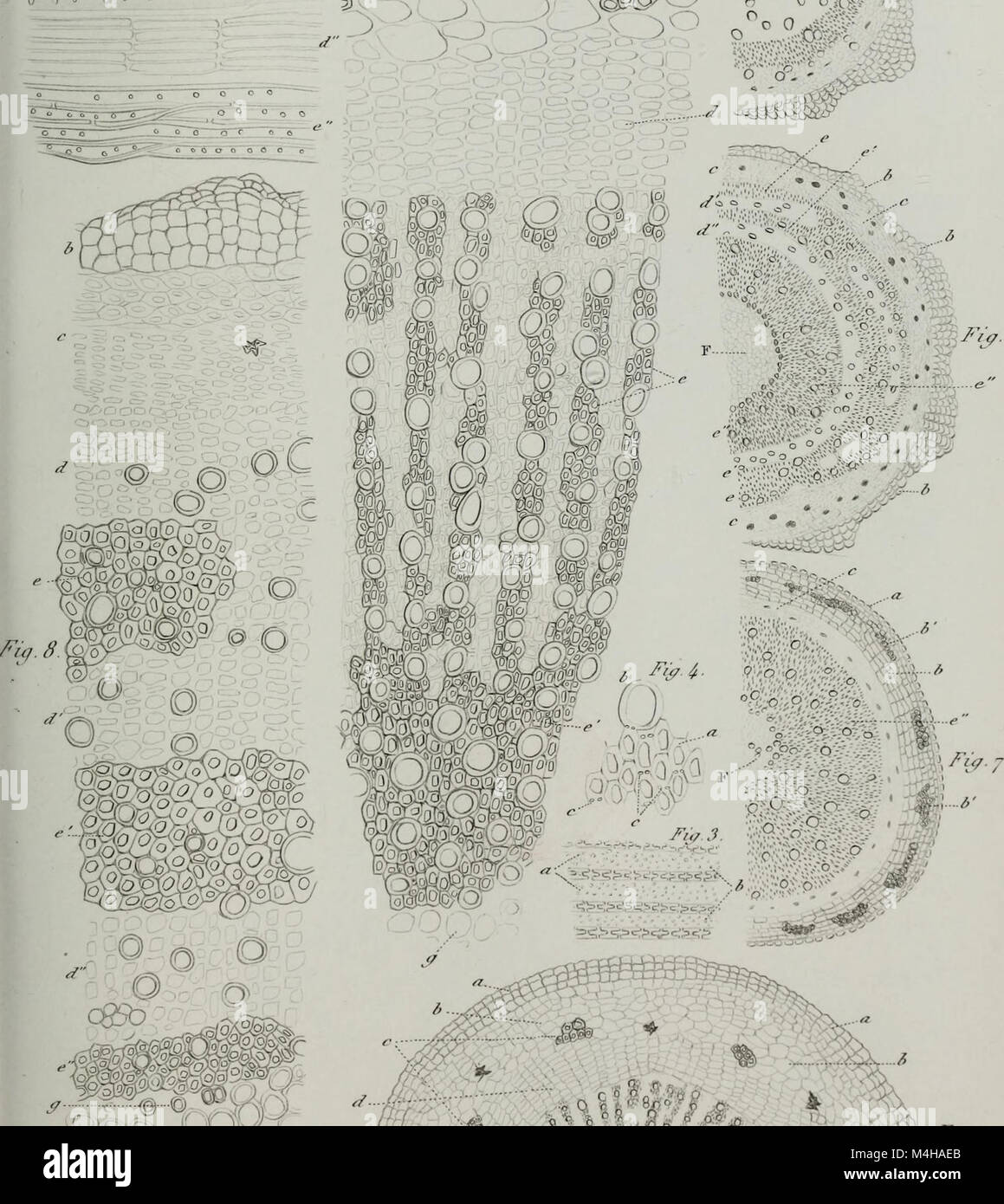 This 1860 volume of 'Annales des Sciences Naturelles Botaniques ...