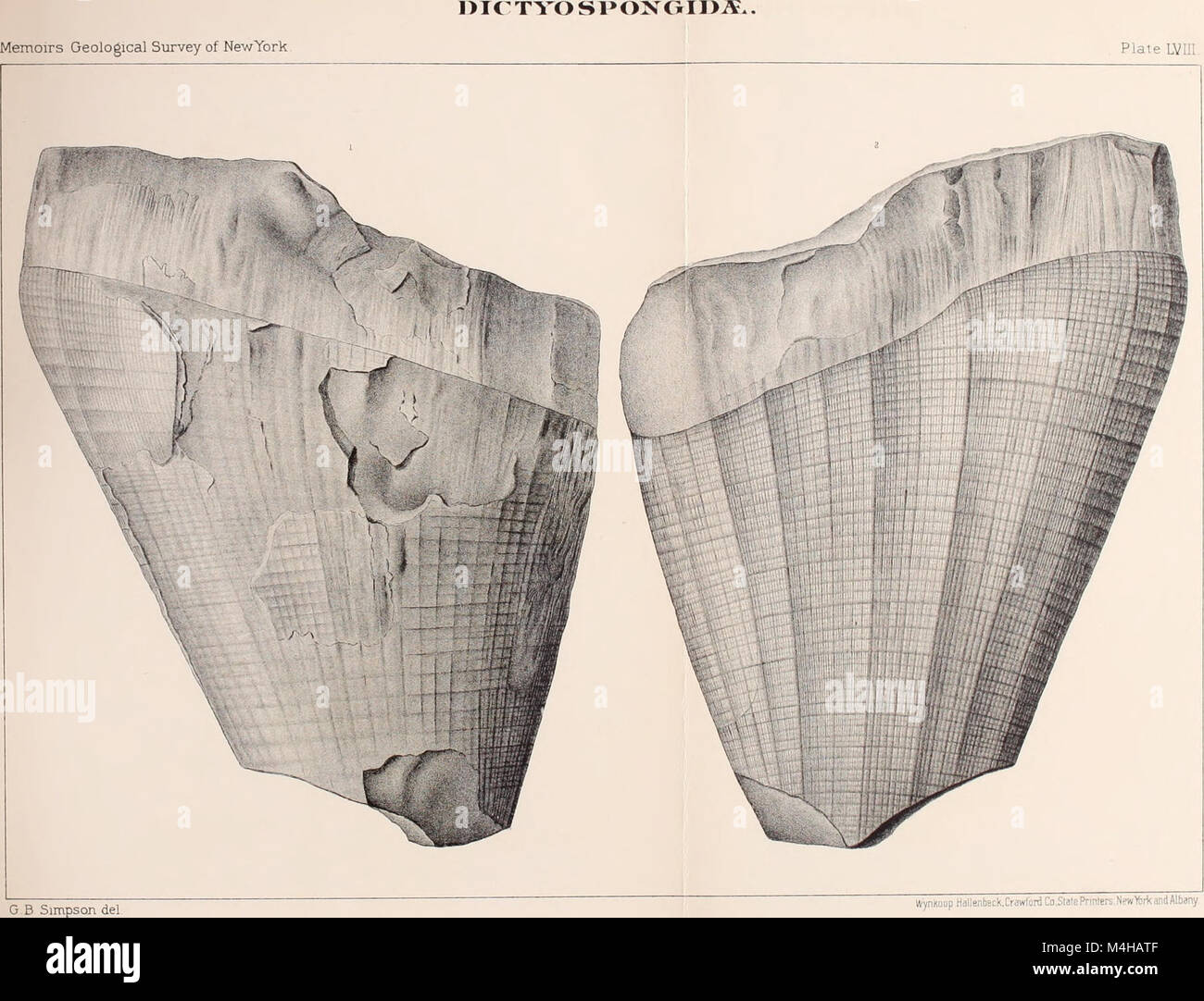 The 1896 Annual Report of the Regents of the New York State Museum ...