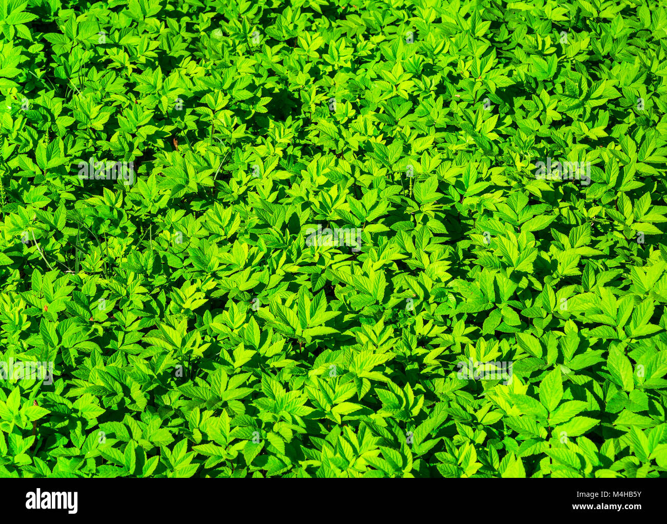 Green plants background hi-res stock photography and images - Alamy