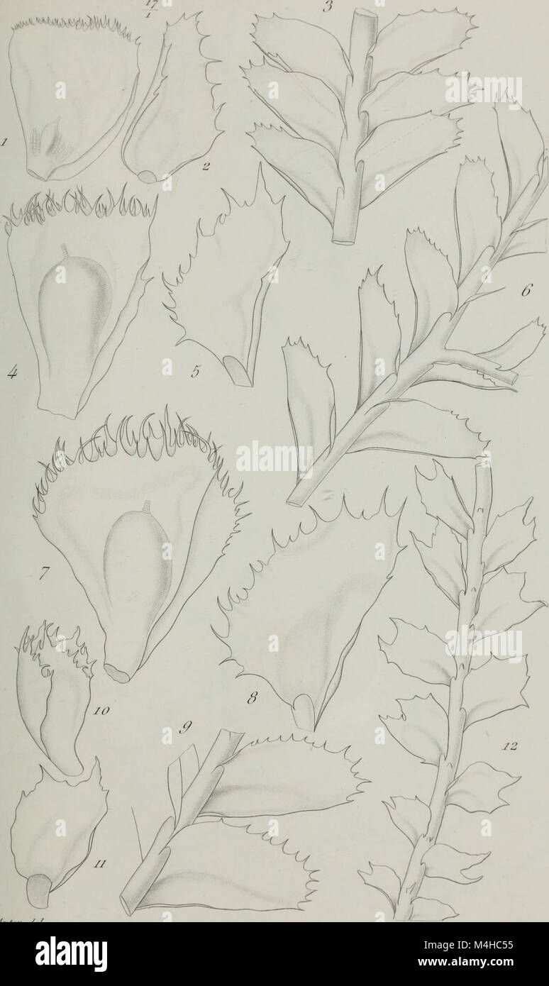The 1864 volume of 'Annales des Sciences Naturelles Botaniques ...