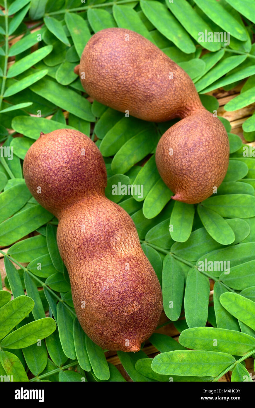 Tamarind (Tamarindus indica) pods and leaves on the table Stock Photo ...