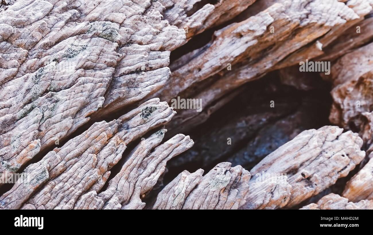 Detail of a bark of olive tree Stock Photo - Alamy