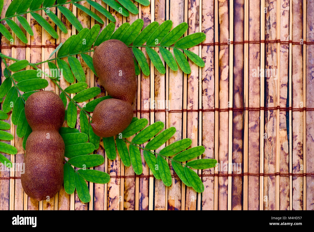 Tamarindus indica tamarind fruit seed hi-res stock photography and ...